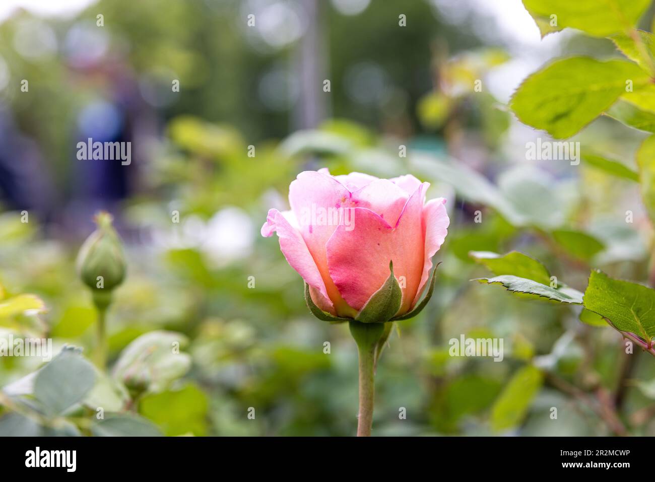 20 May 2023, Brandenburg, Cottbus: "Forster Rosentraum" is a rose that ...
