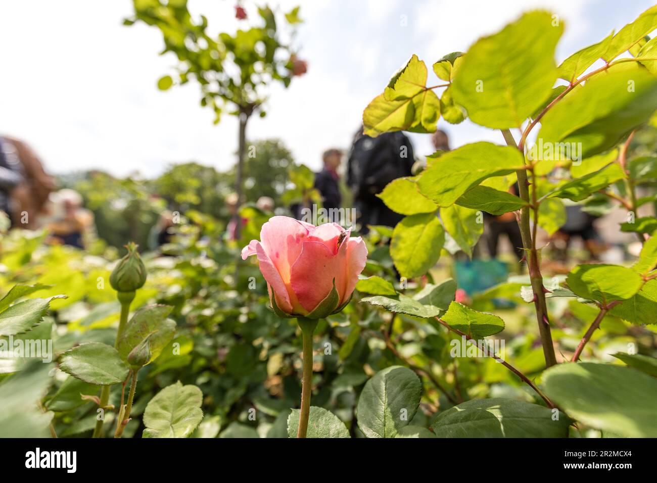 20 May 2023, Brandenburg, Cottbus: "Forster Rosentraum" is a rose that ...