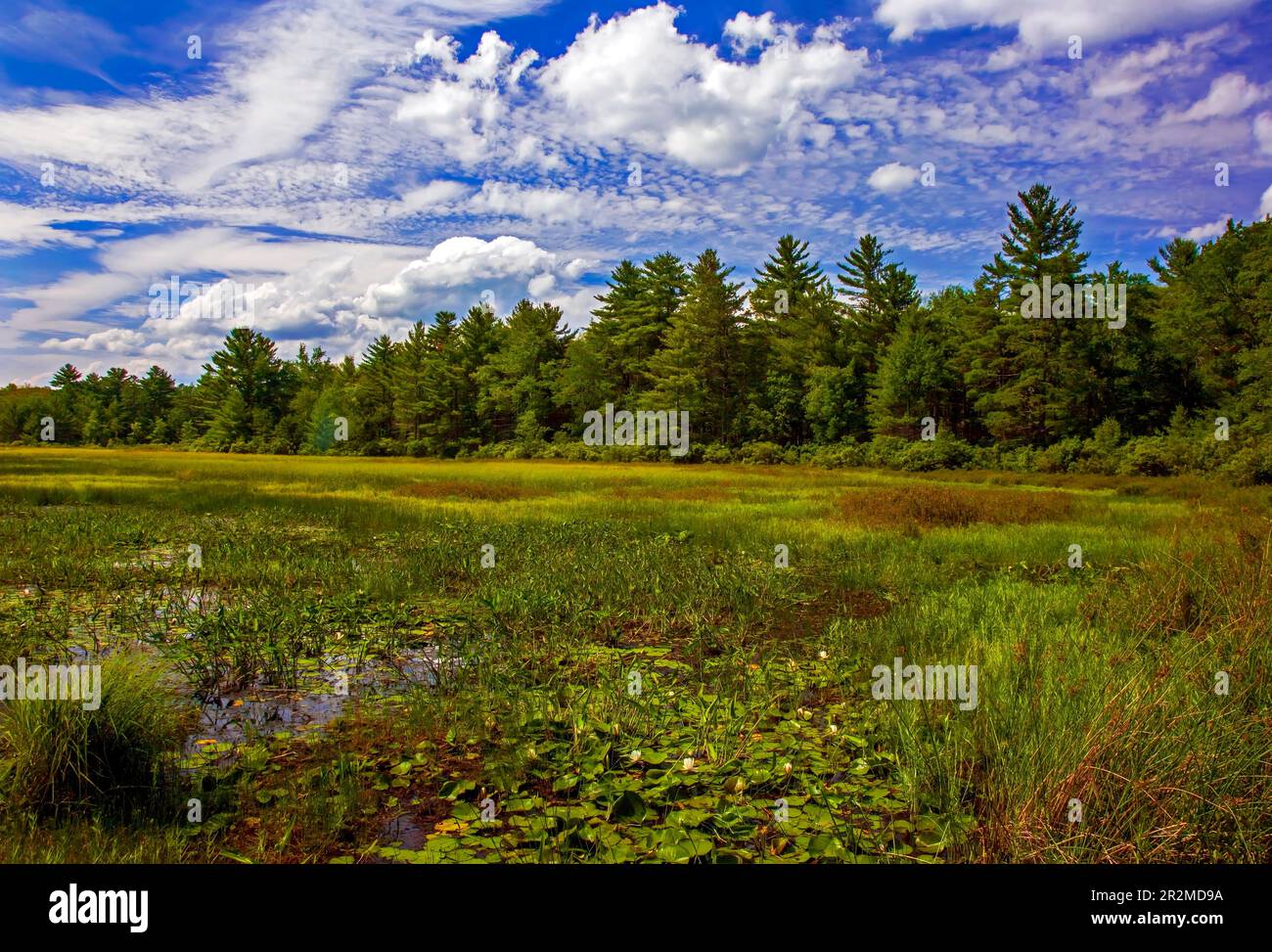 Billings Pond is a human made wetland in Pennsylvania's Pocono ...