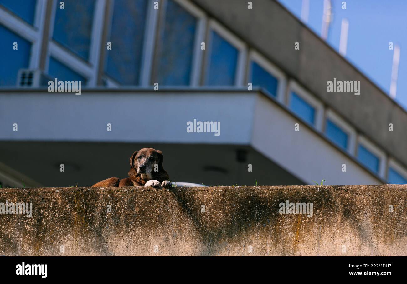 A dog is sitting on a ledge of a wall and enjoying the view Stock Photo ...