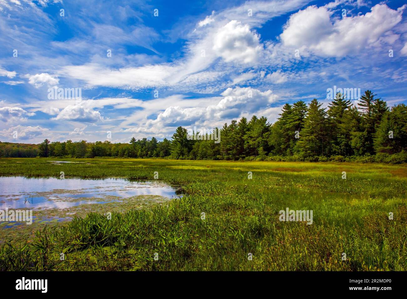 Billings Pond is a human made wetland in Pennsylvania's Pocono ...