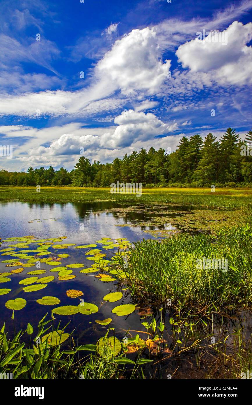 Billings Pond is a human made wetland in Pennsylvania's Pocono ...