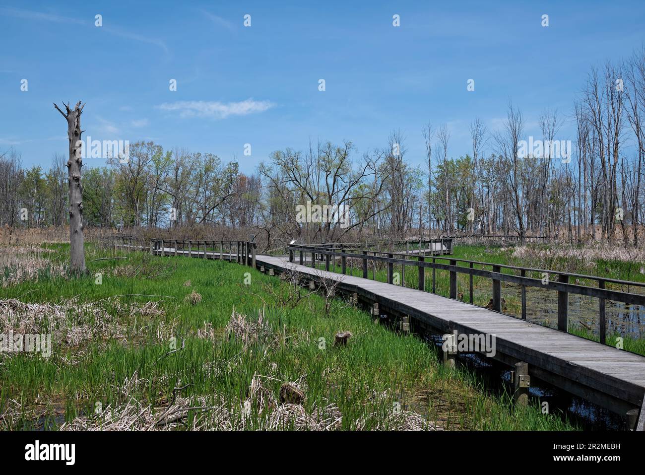 A winding boardwalk through a large coastal wetland complex reminiscent ...