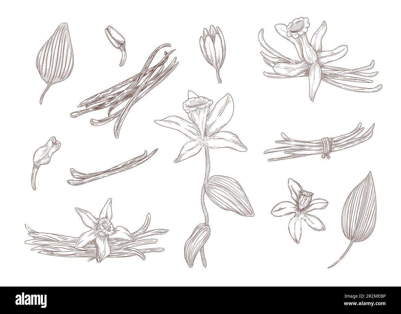 Vanilla plant illustration hi-res stock photography and images - Alamy