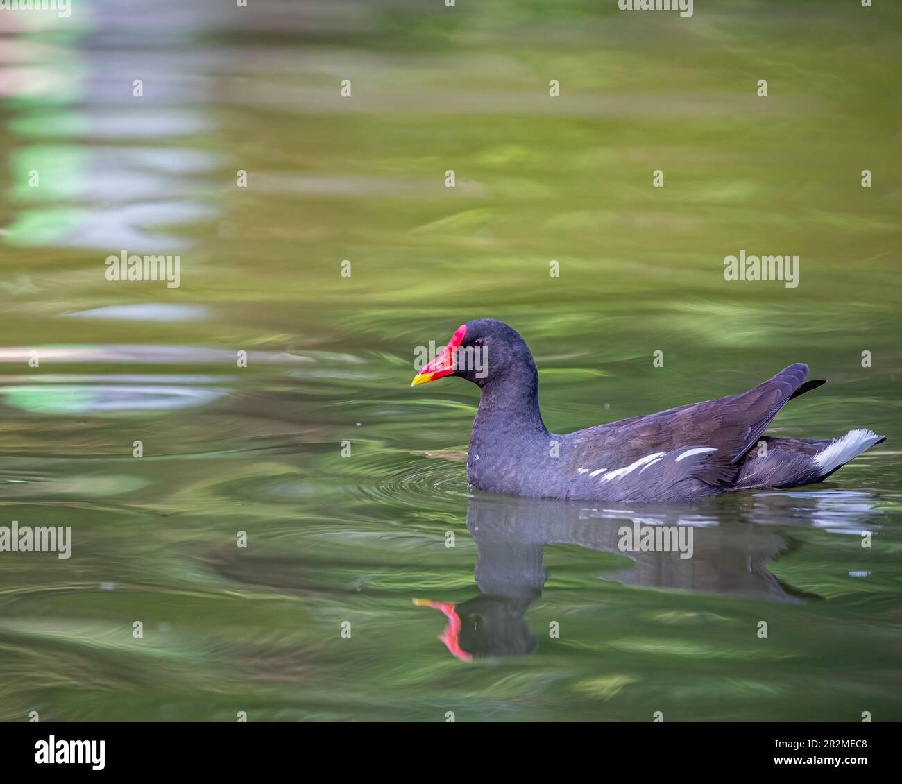 Chicken fight water hi-res stock photography and images - Alamy
