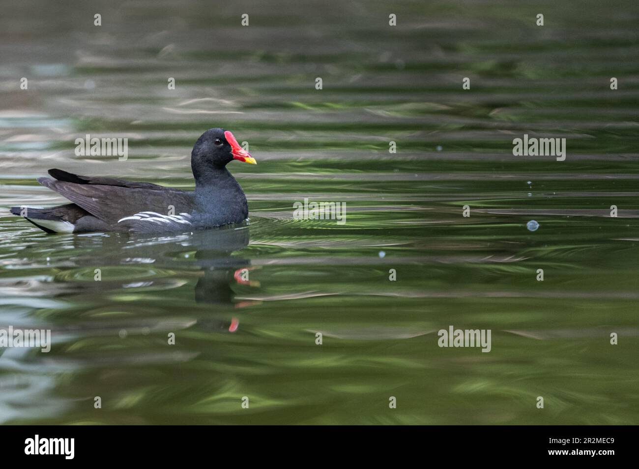 Waterhen lake hi-res stock photography and images - Alamy