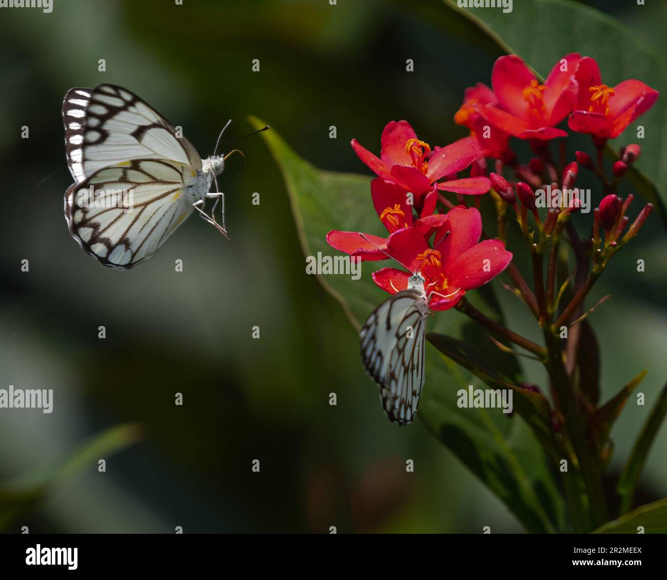 Pioneer white butterflies hi-res stock photography and images - Alamy
