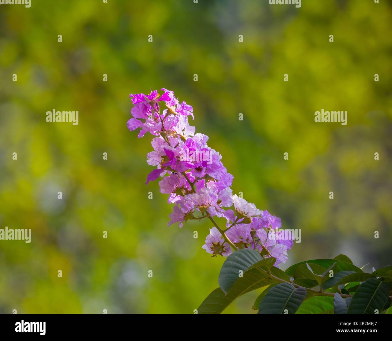 Pride of India flower in full bloom Stock Photo - Alamy