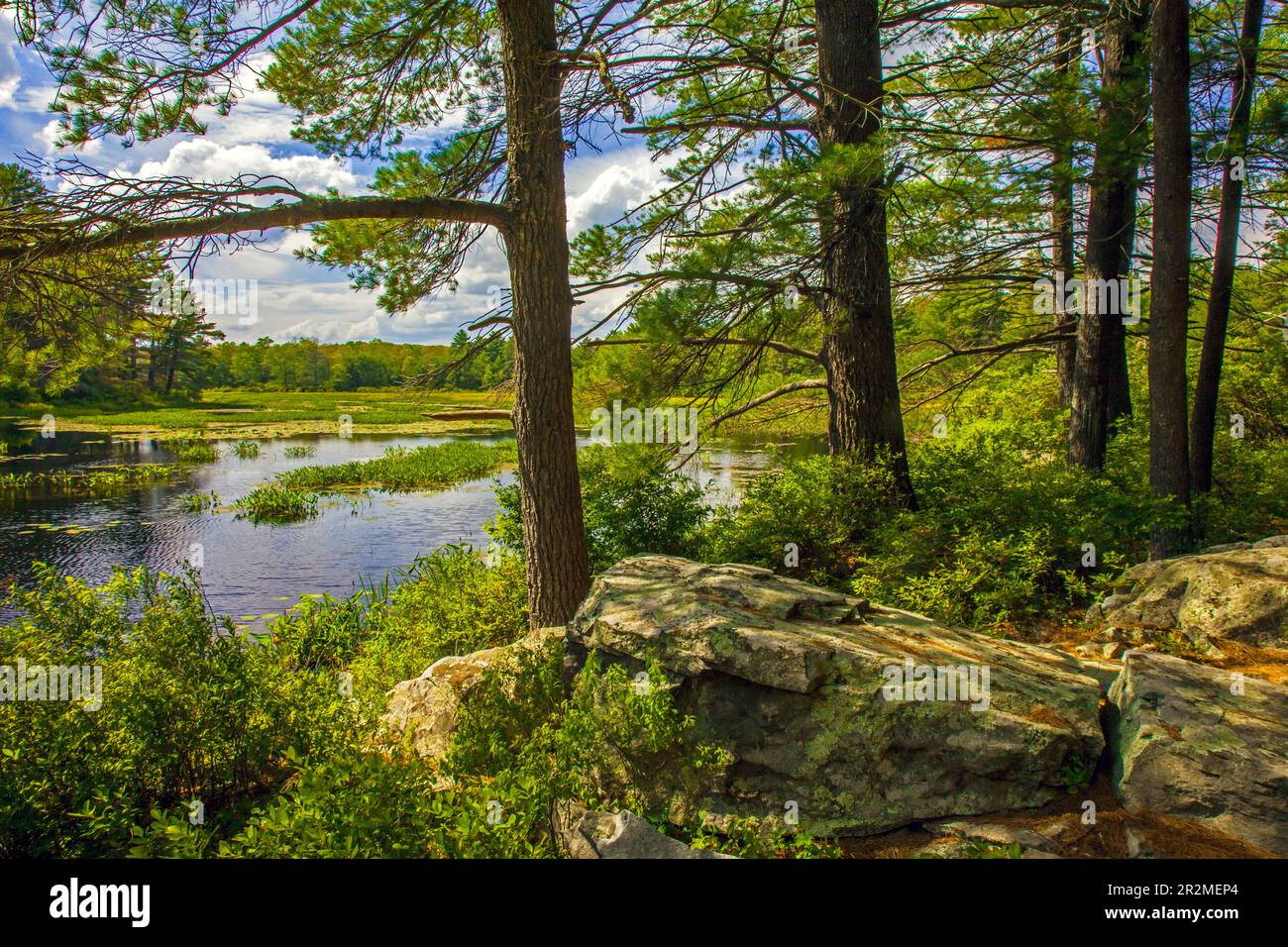 Billings Pond is a human made wetland in Pennsylvania's Pocono ...