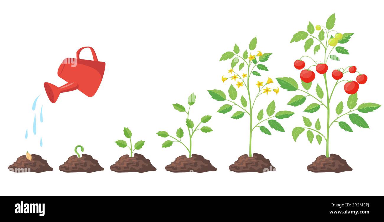 Cycle of growth of tomato plant vector illustrations set Stock Vector ...