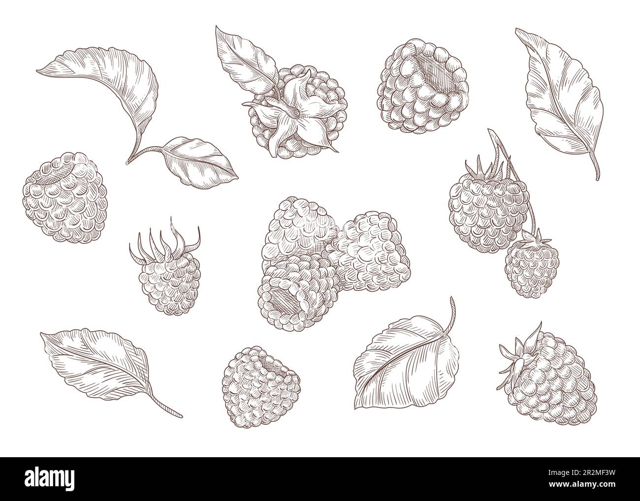 Set of engraving monochrome drawings of raspberry Stock Vector Image ...