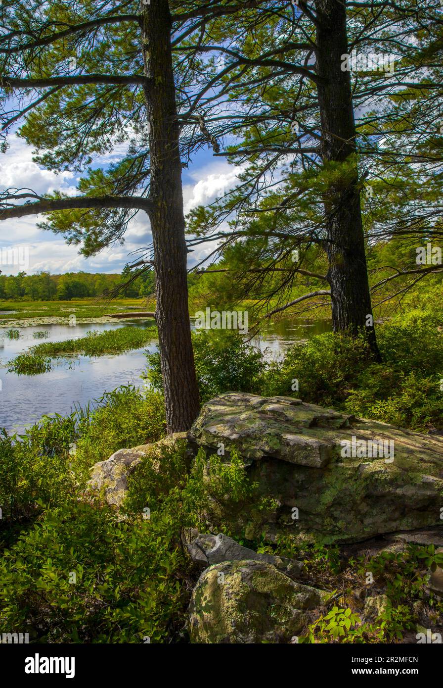 Billings Pond is a human made wetland in Pennsylvania's Pocono ...
