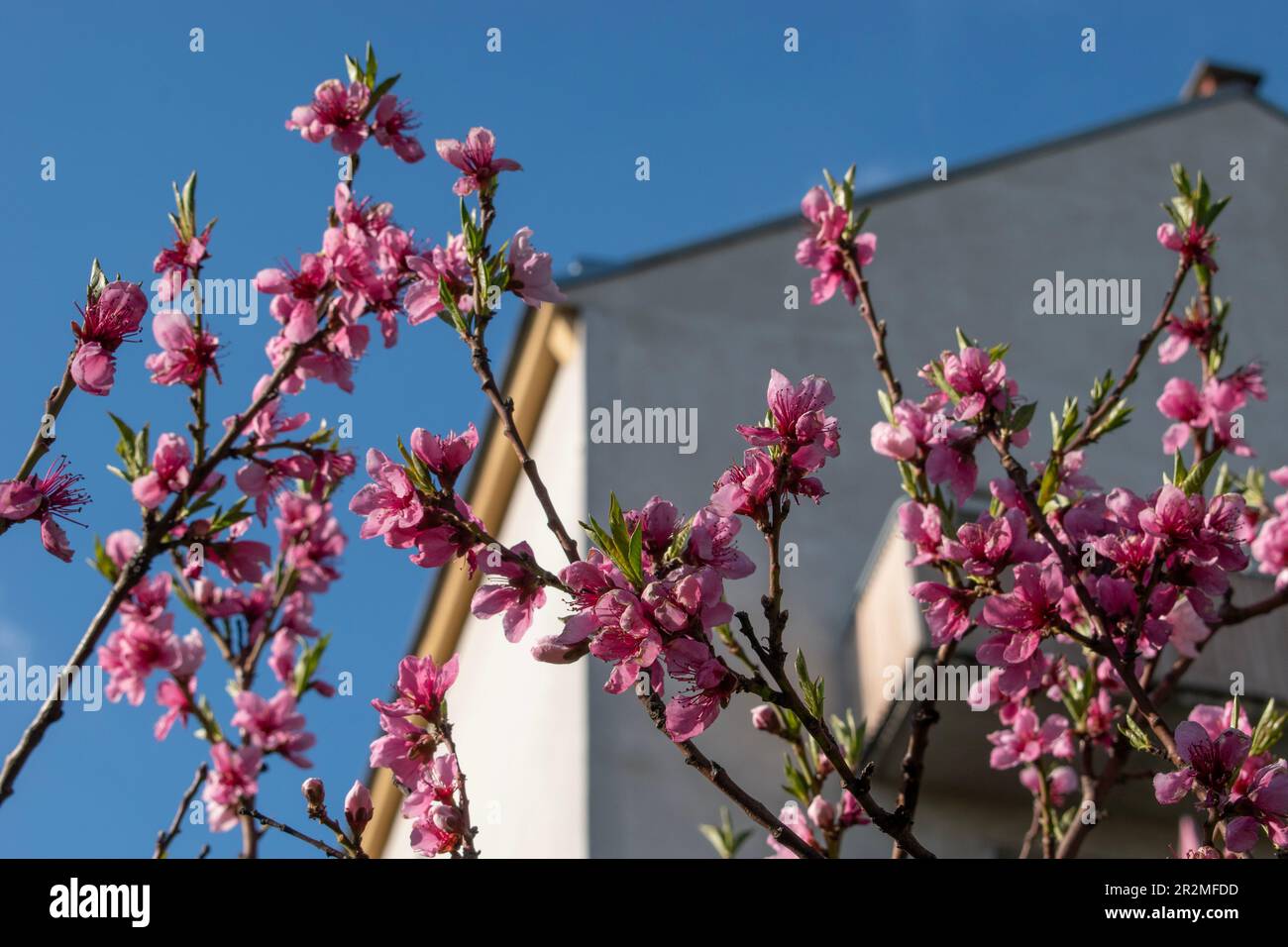 vienna, austria - april 5, 2023. spring flower cherry blossom flowers ...