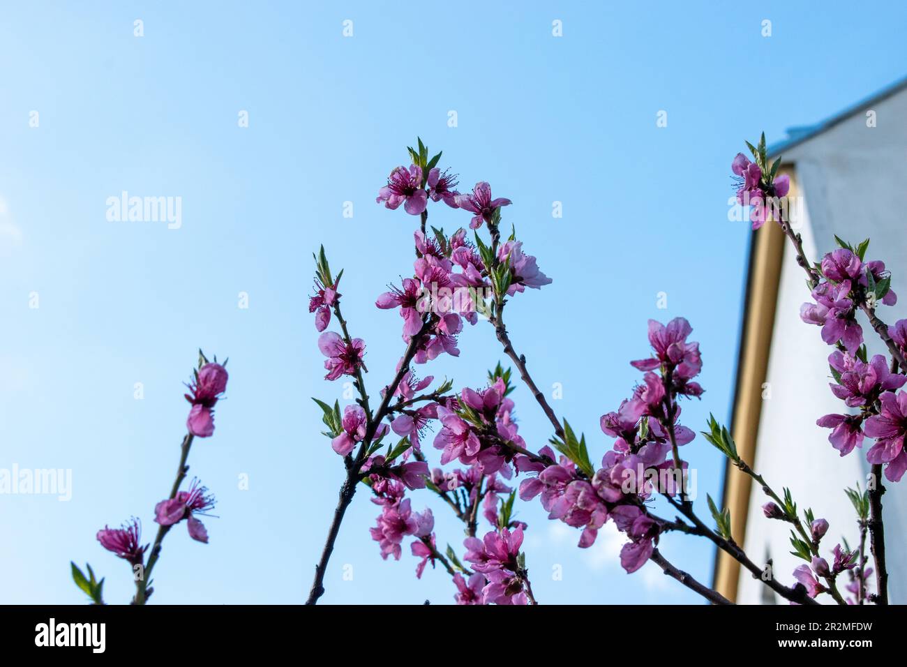 vienna, austria - april 5, 2023. spring flower cherry blossom flowers ...