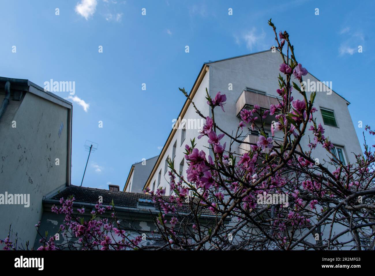 vienna, austria - april 5, 2023. spring flower cherry blossom flowers ...