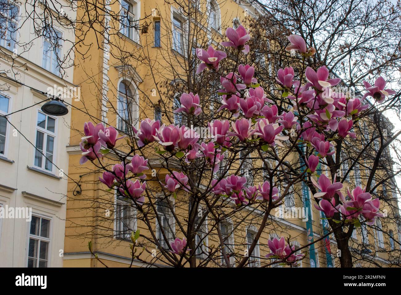 vienna, austria - april 1, 2023: blooming magnolia tree in springtime ...