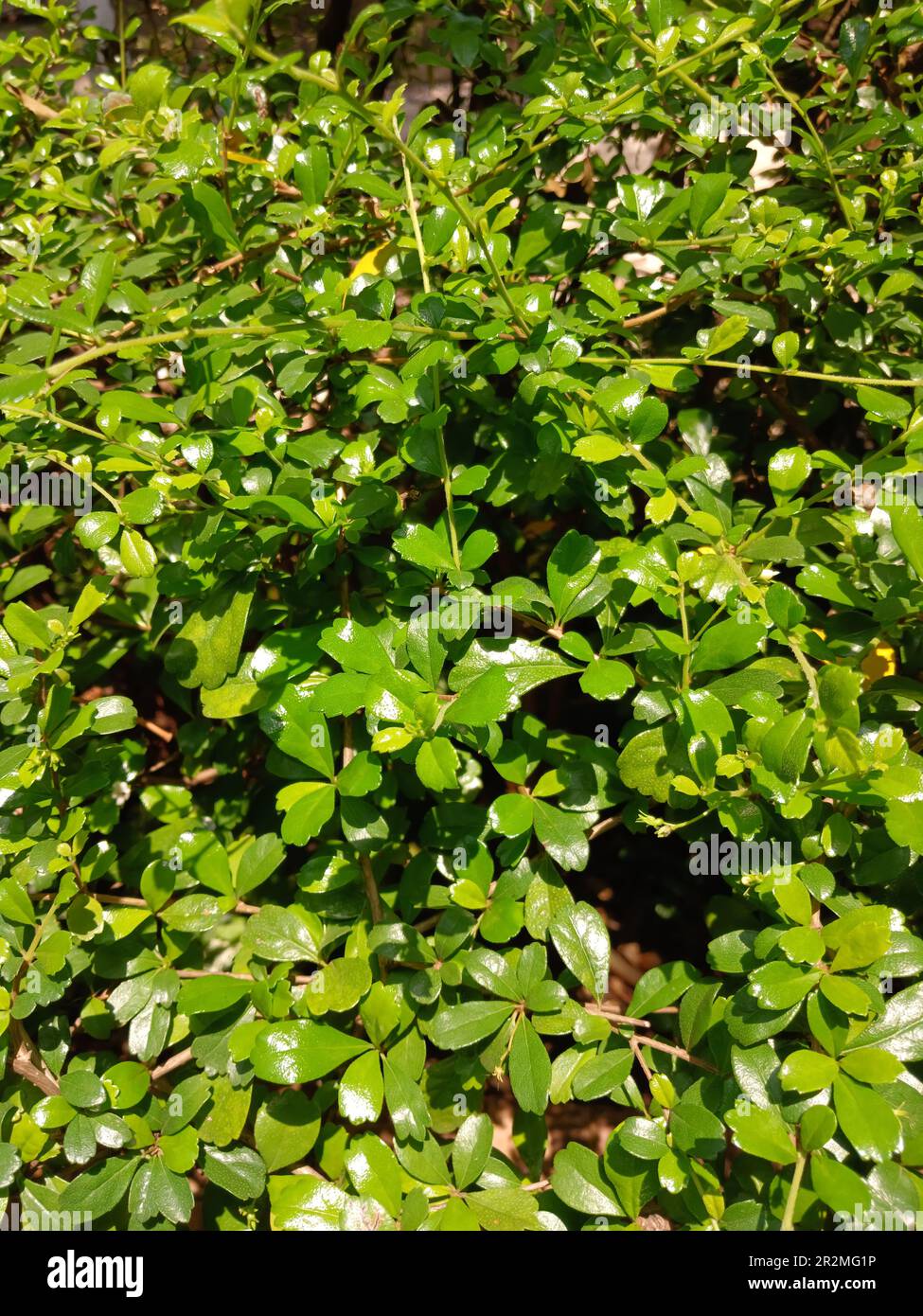 Duranta repens verbenaceae golden hi-res stock photography and images ...