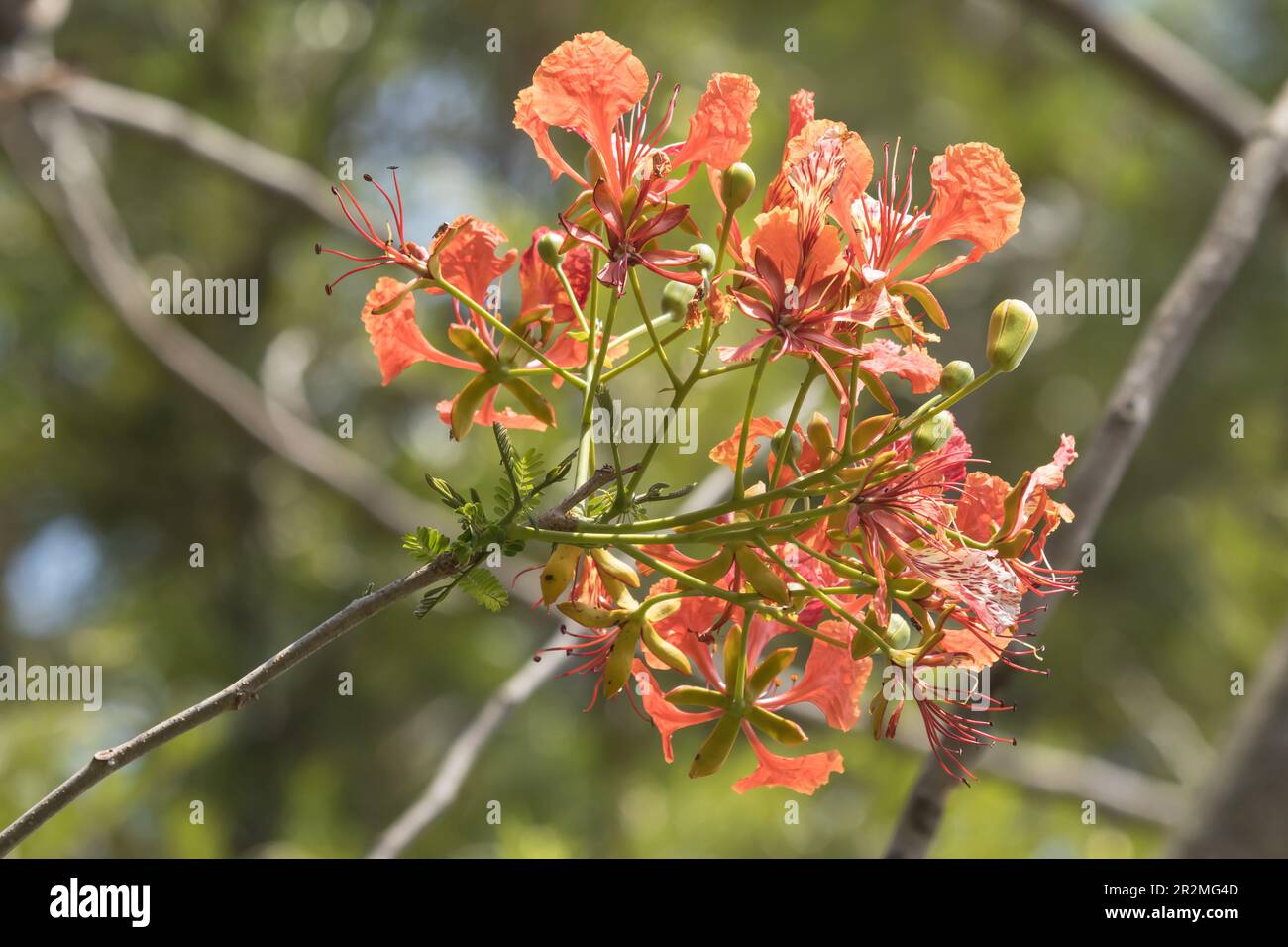 Close up Red Flamboyant flower,The Flame Tree , Royal Poinciana Stock ...