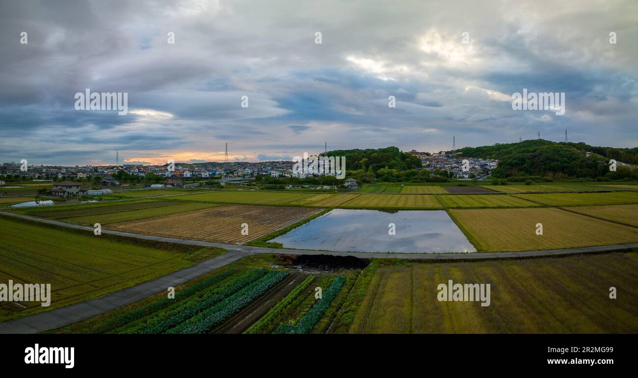 Flooded rice paddy surrounded by yellow fields under sunset color in ...