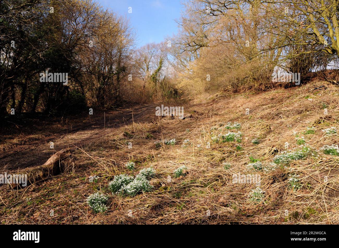 Snowdrop ground cover hi-res stock photography and images - Alamy
