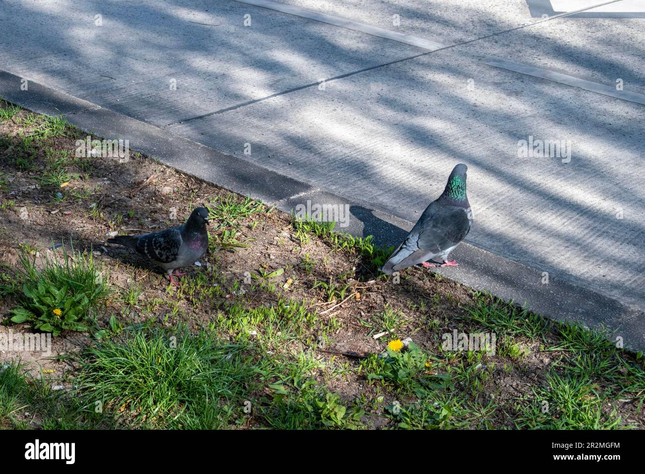 feral pigeons, birds, and nature on the street in the city of vienna ...