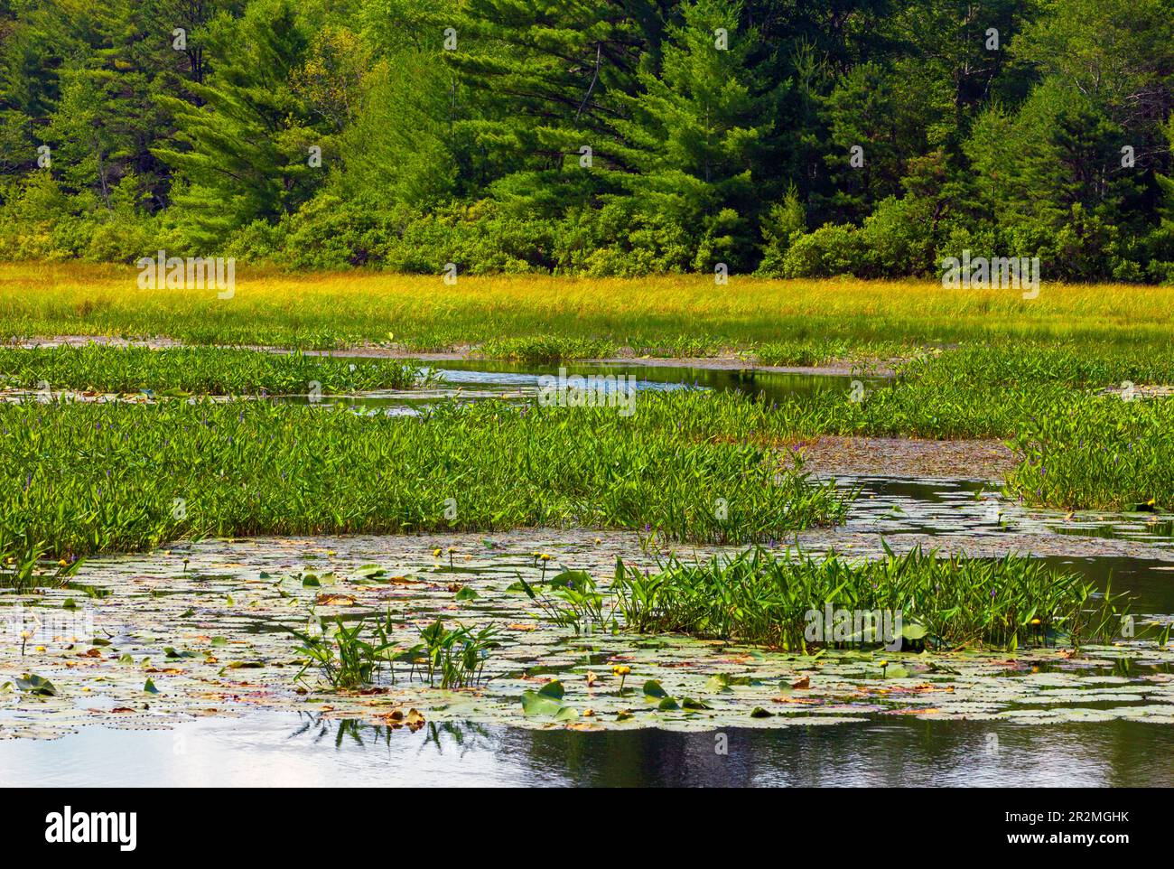 Billings Pond is a human made wetland in Pennsylvania's Pocono ...