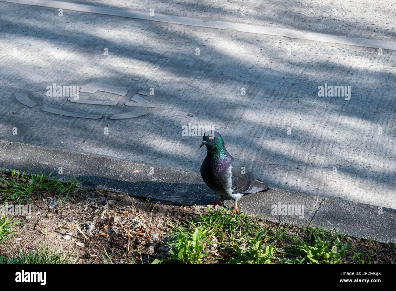 feral pigeons, birds, and nature on the street in the city of vienna ...