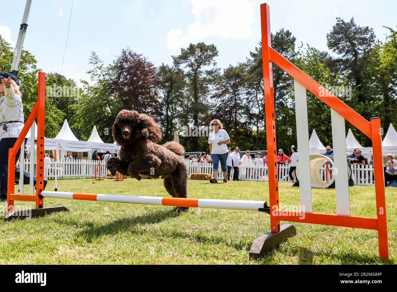 EDITORIAL USE ONLY A poodle at Goodwoof 2023, a dog event held at ...