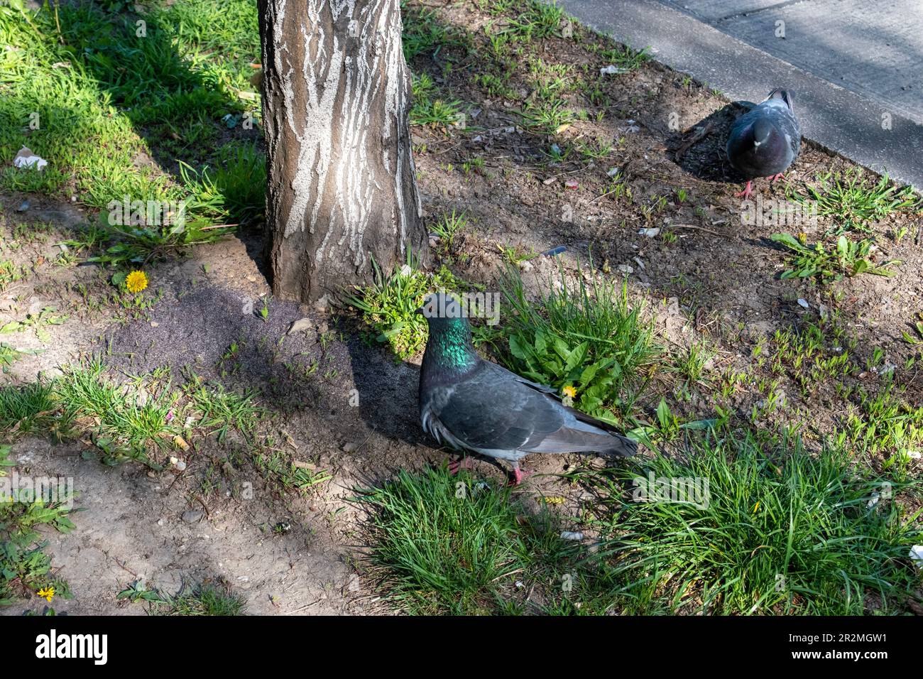 feral pigeons, birds, and nature on the street in the city of vienna ...