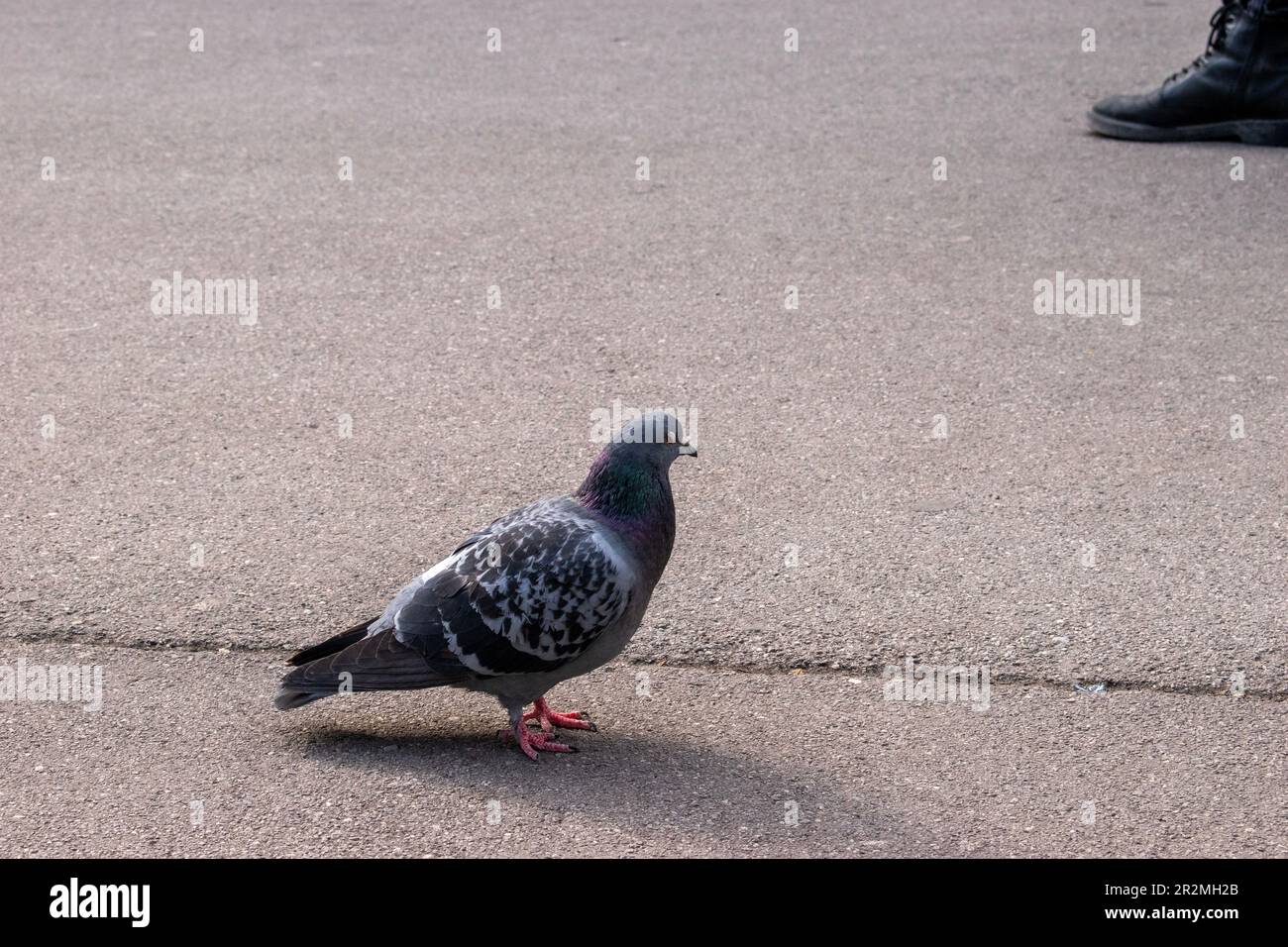 feral pigeons, birds, and nature on the street in the city of vienna ...