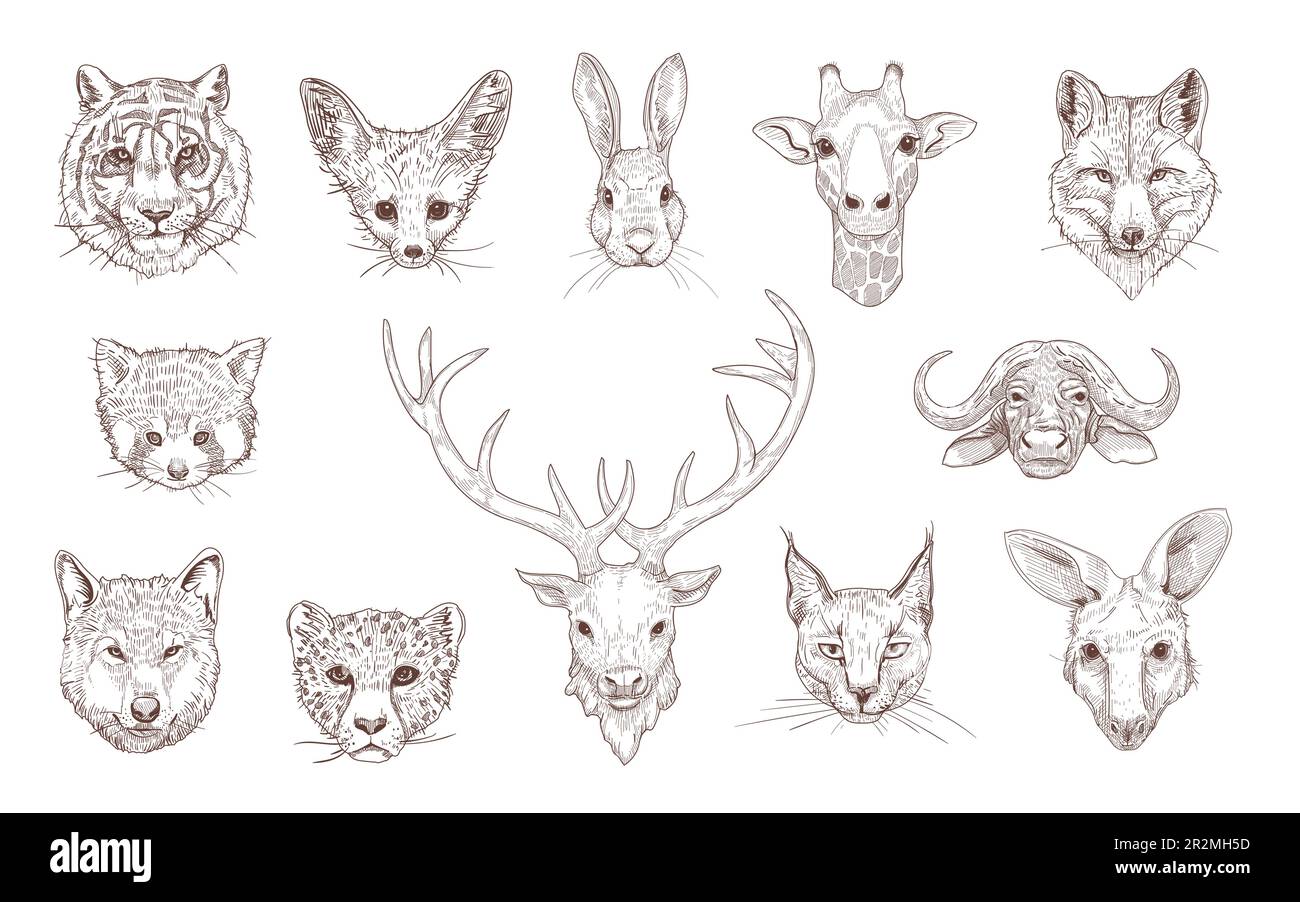 Portraits of different wild animals engraved illustrations set Stock ...