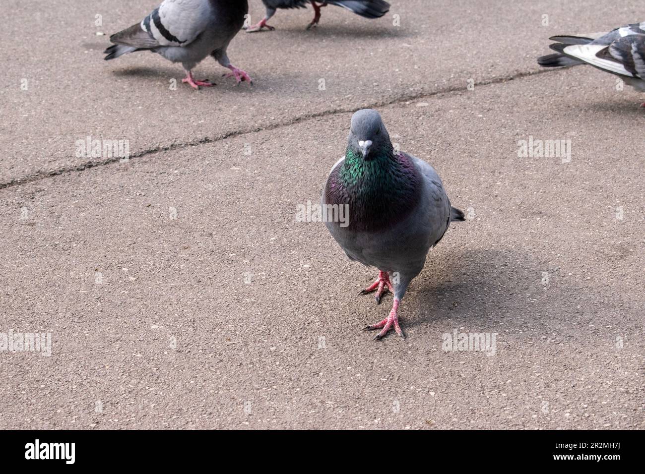 feral pigeons, birds, and nature on the street in the city of vienna ...