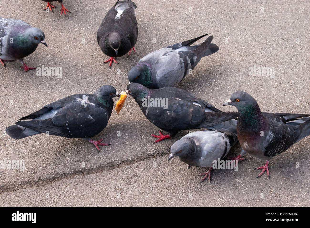 feral pigeons, birds, and nature on the street in the city of vienna ...