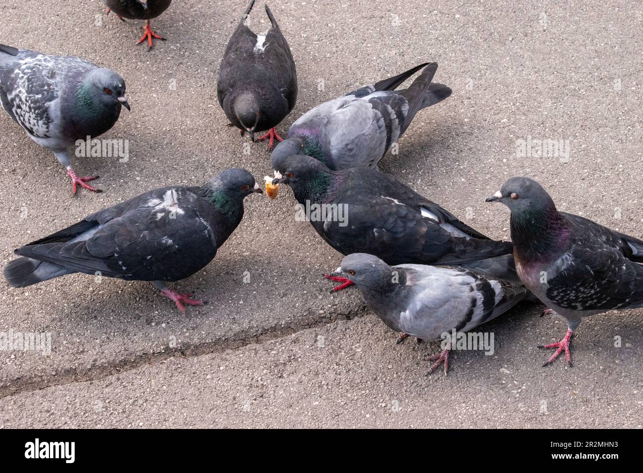 feral pigeons, birds, and nature on the street in the city of vienna ...