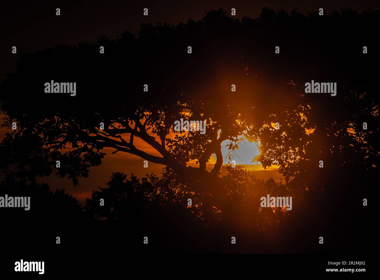 Beautifully colorful sunset viewed through typical African shaped tree ...