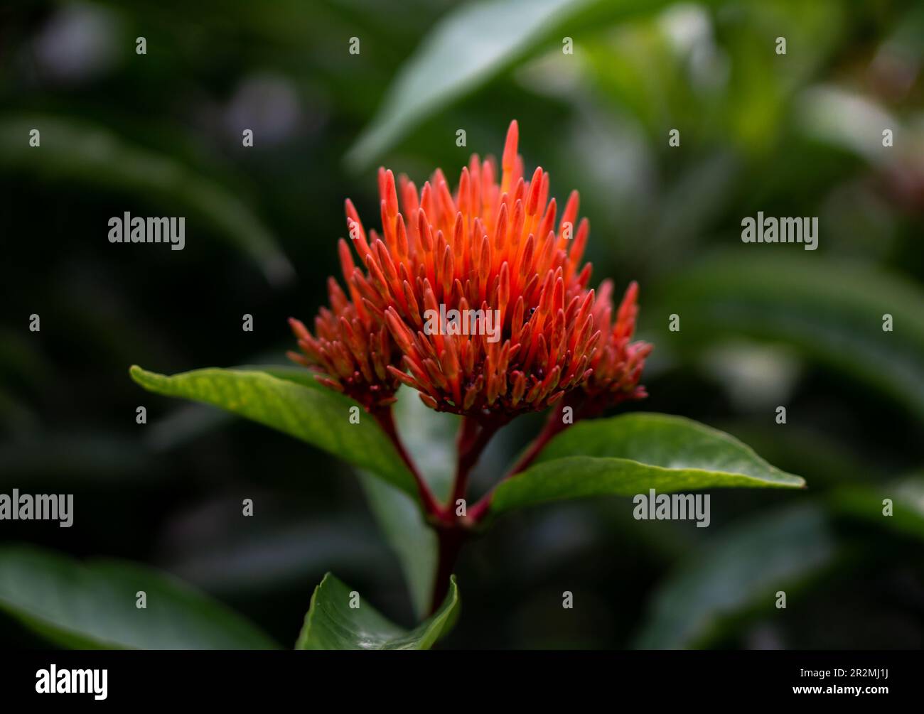 Ixora Chinensis Buds Unbloomed Stock Photo - Alamy