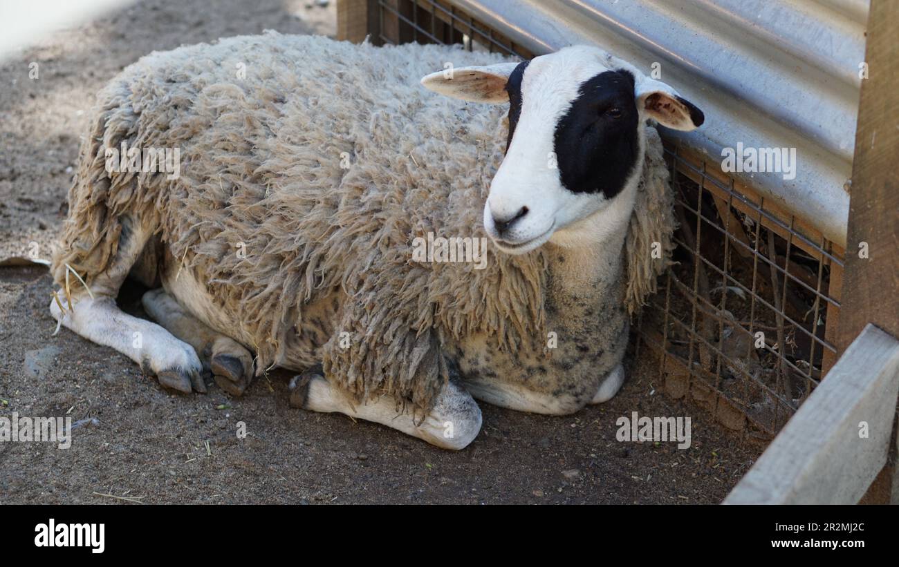 Sheep laying down under shade hi-res stock photography and images - Alamy