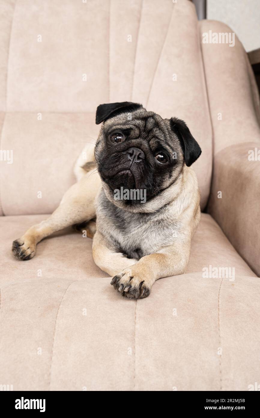A funny one-year-old pug lies on a light beige sofa, a place for text ...