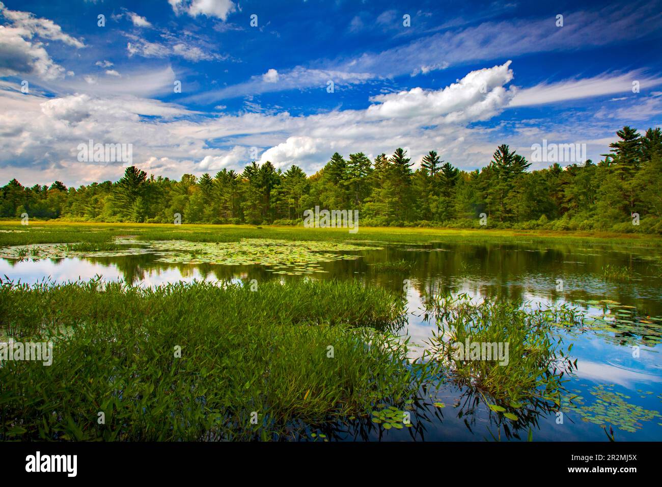 Billings Pond is a human made wetland in Pennsylvania's Pocono ...
