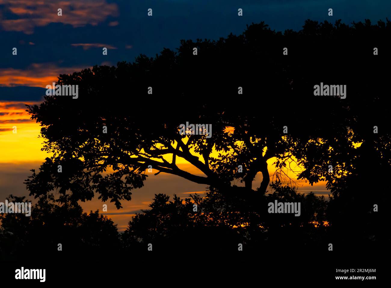 Beautifully colorful sunset viewed through typical African shaped tree ...