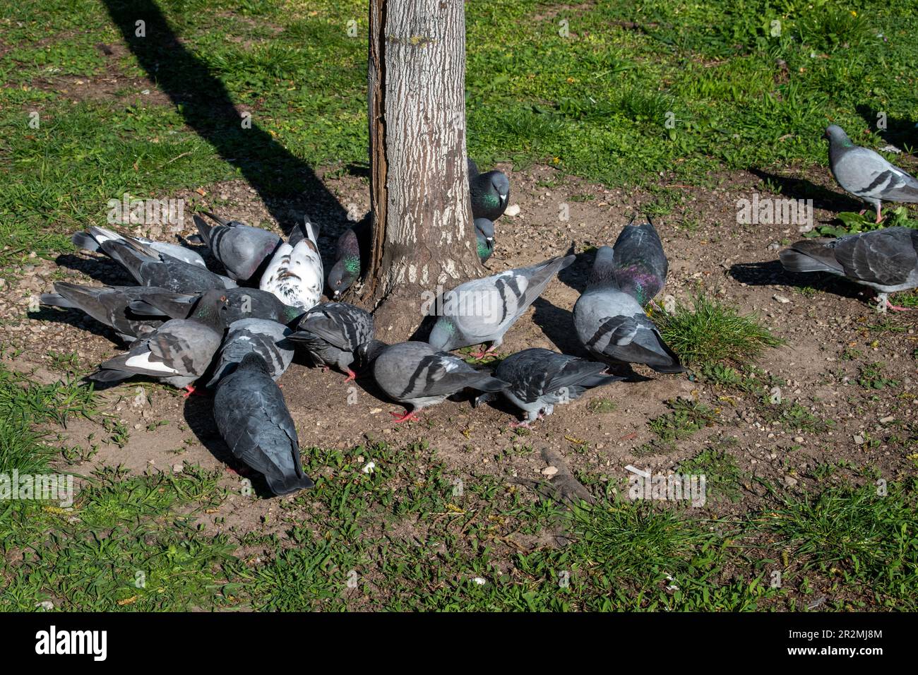 feral pigeons, birds, and nature on the street in the city of vienna ...