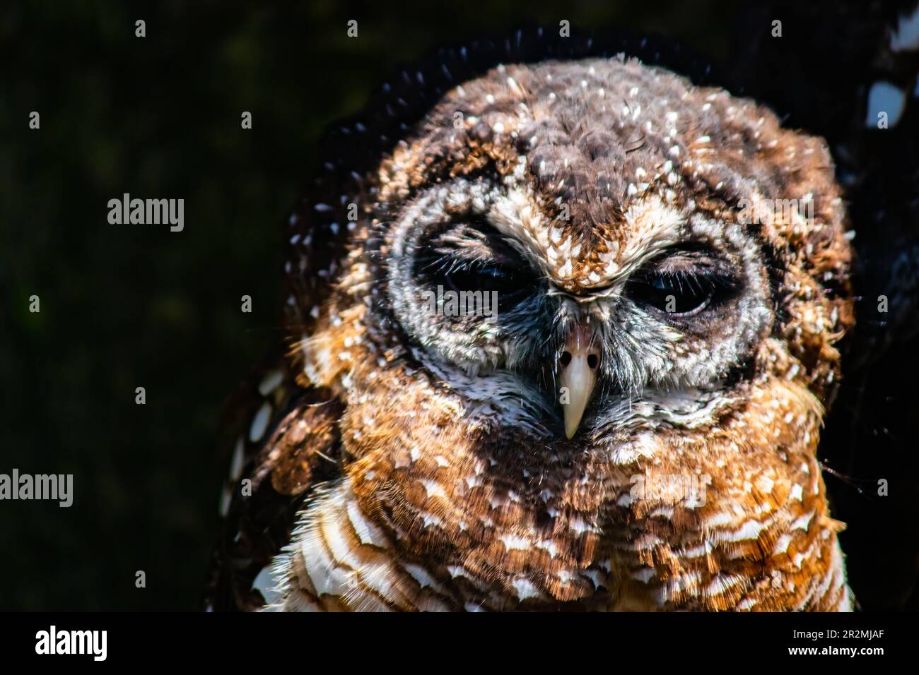Northwest owl hi-res stock photography and images - Alamy