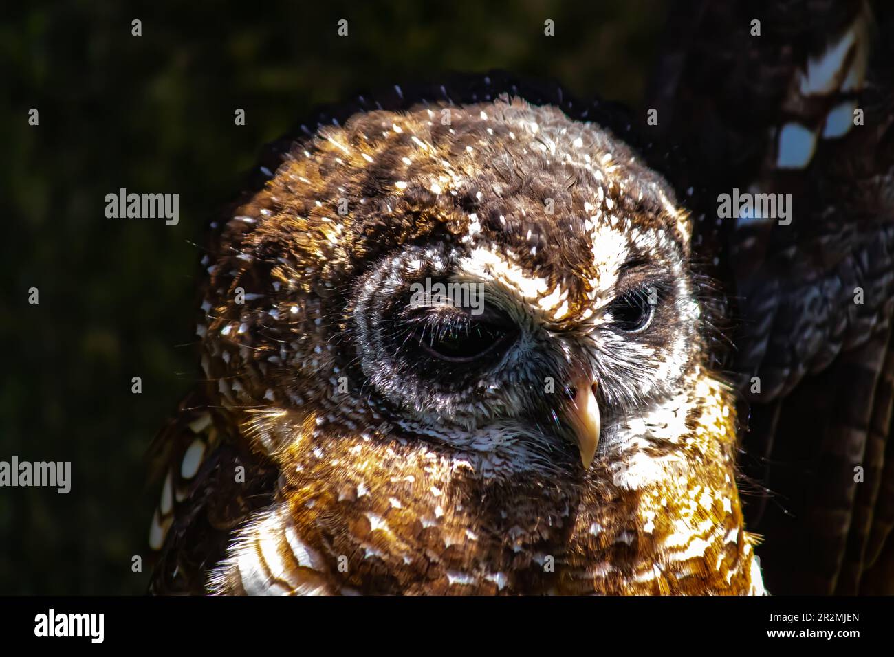 Northwest owl hi-res stock photography and images - Alamy