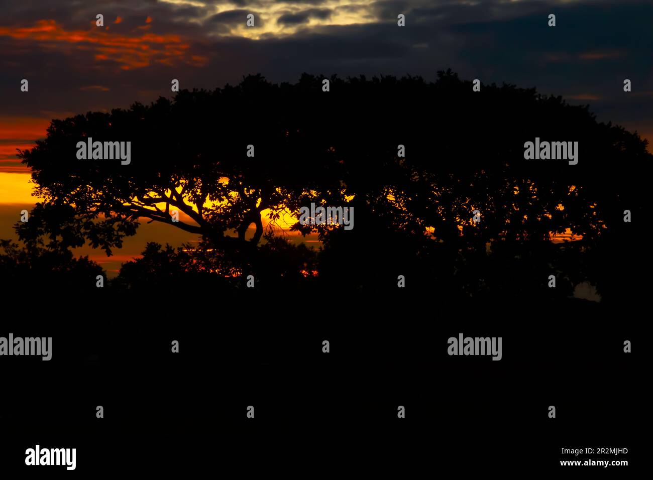 Beautifully colorful sunset viewed through typical African shaped tree ...