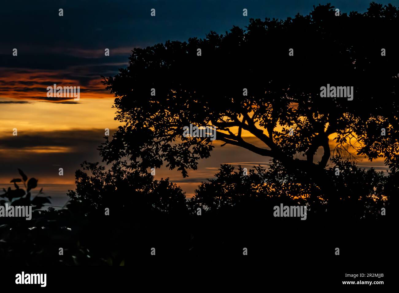 Beautifully colorful sunset viewed through typical African shaped tree ...