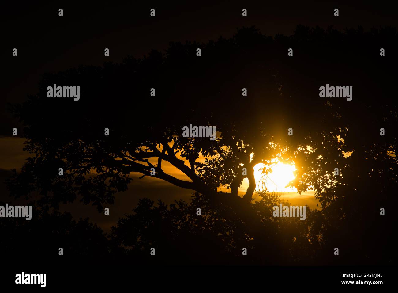 Beautifully colorful sunset viewed through typical African shaped tree ...