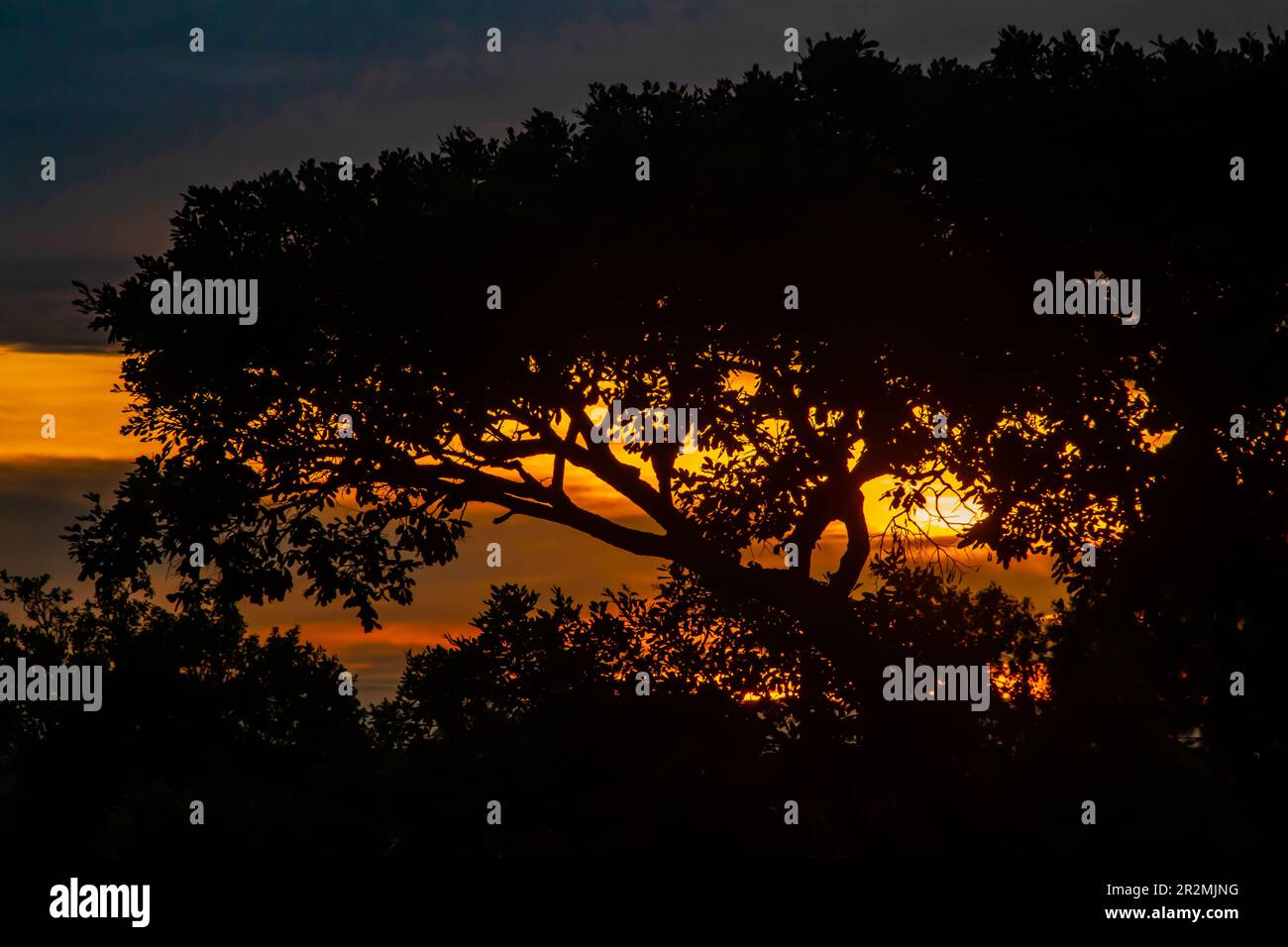 Beautifully colorful sunset viewed through typical African shaped tree ...