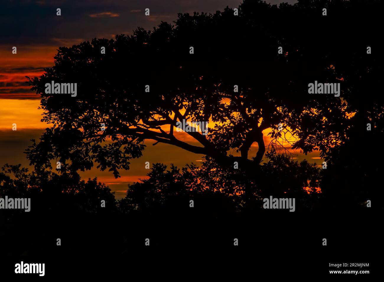 Beautifully colorful sunset viewed through typical African shaped tree ...