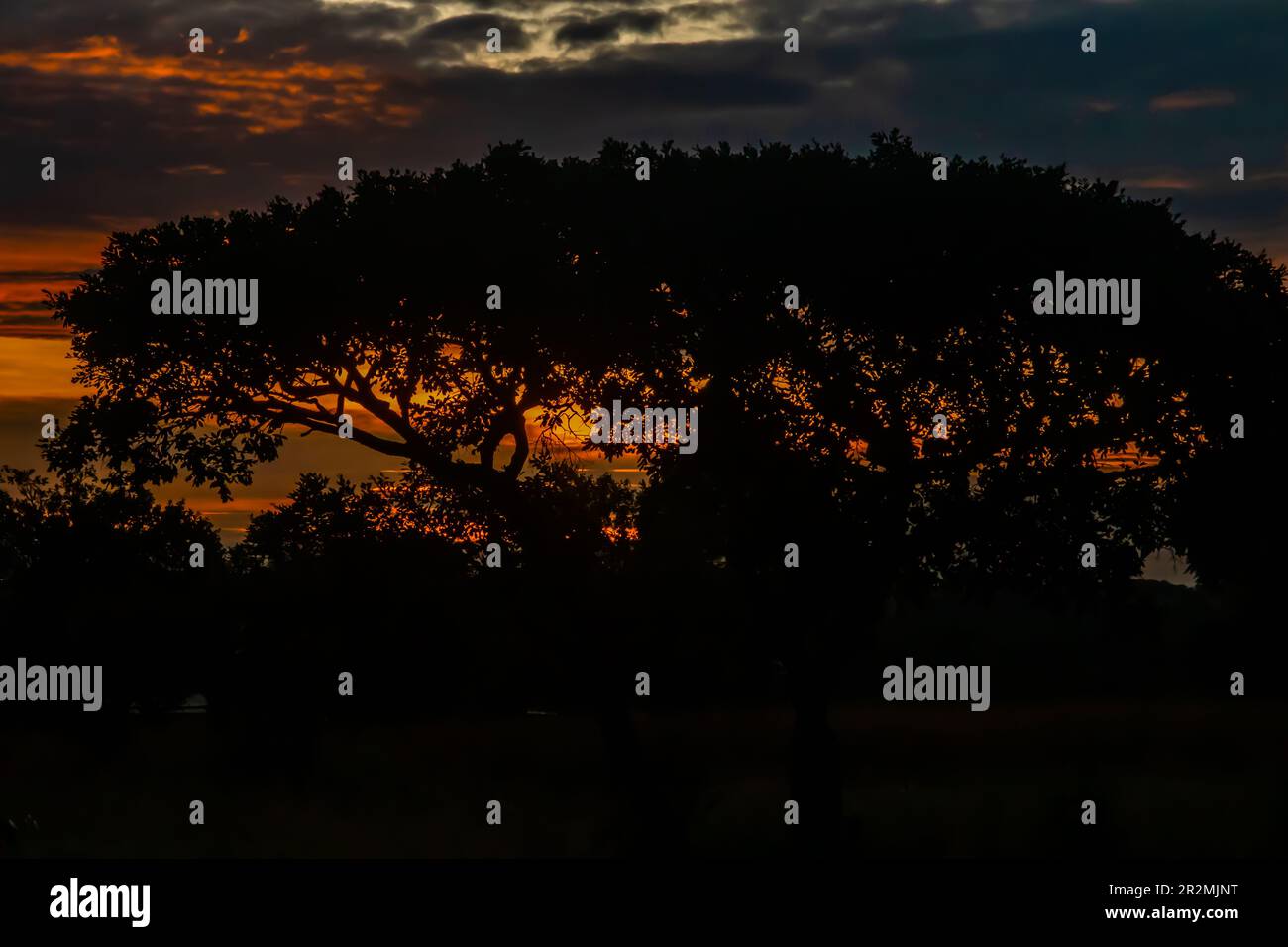 Beautifully colorful sunset viewed through typical African shaped tree ...
