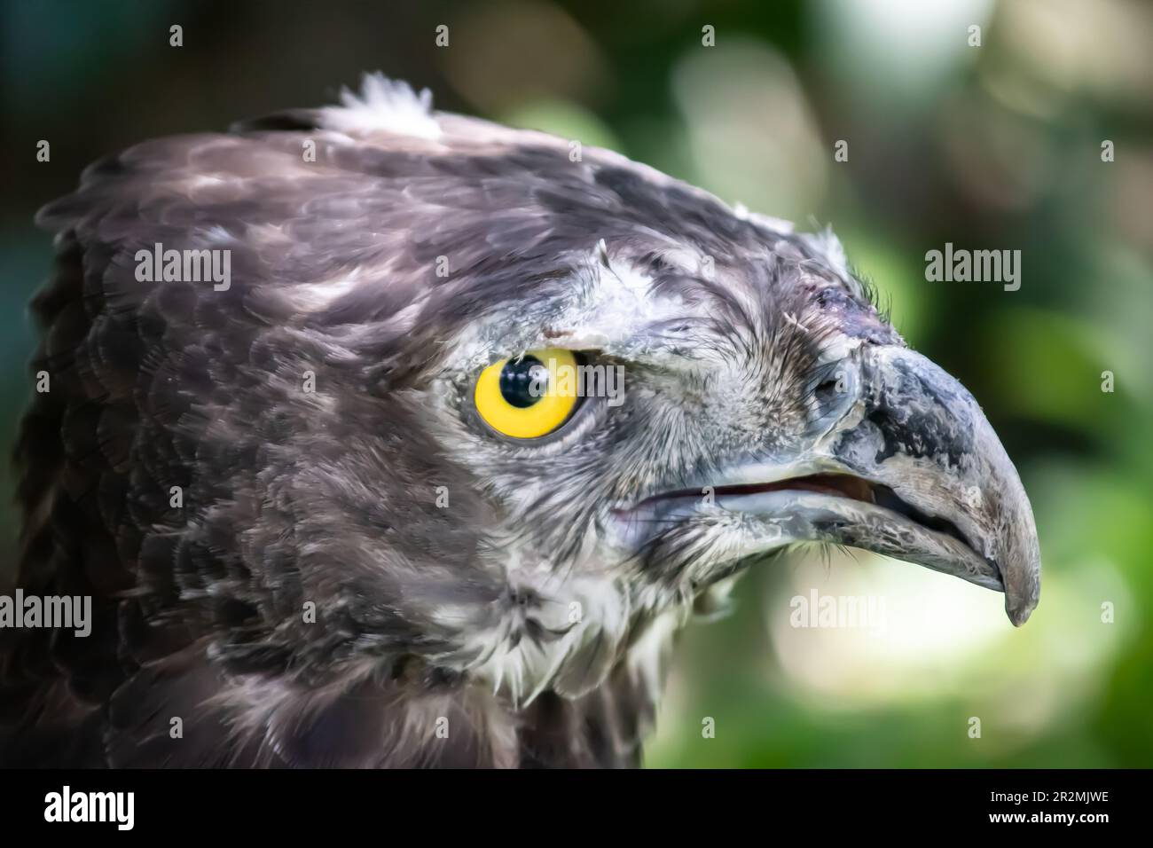The Red-tailed hawk is a large bird of prey found in North America. It ...